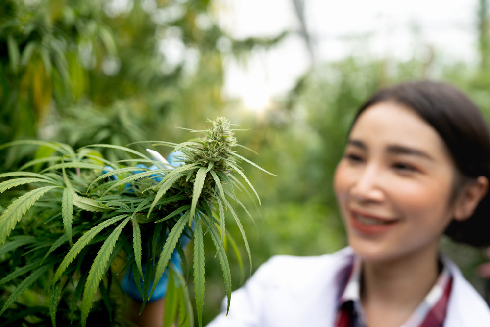 Exploring The Differences And Benefits Of Cbd Vs Thc Wellness Web Hub